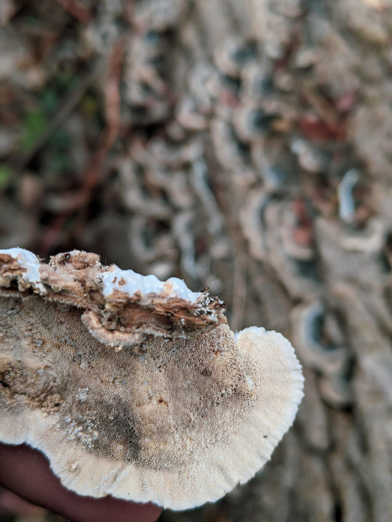 Harvesting and using Turkey Tail mushroom | gaiachef.com